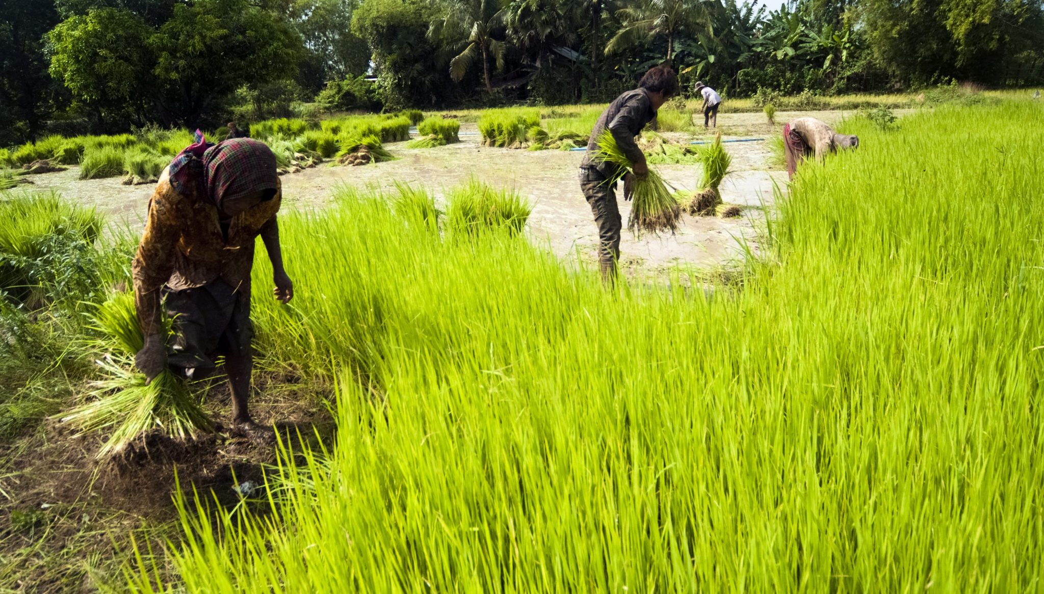 A Day in a Life… (Go Local Experience in Siem Reap) - DTH Travel